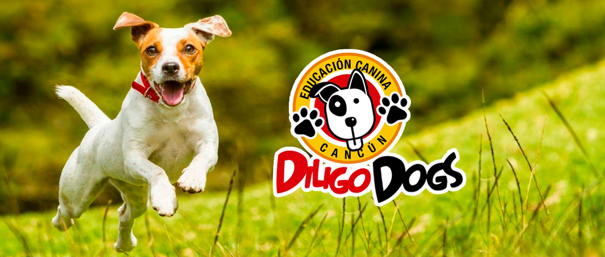 Diligo Dogs Cancún - Educación Canina | Acceso Sin Limite